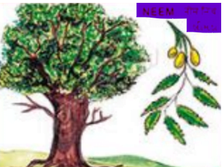 identify the names of trees - Urdu class room